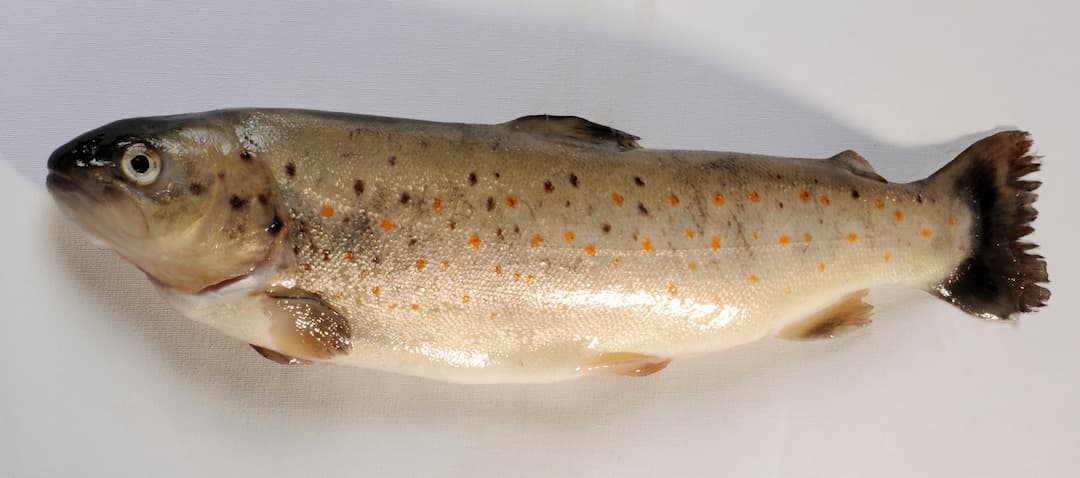 Pays d'Uzerche | L'Observatoire des Produits du Terroir